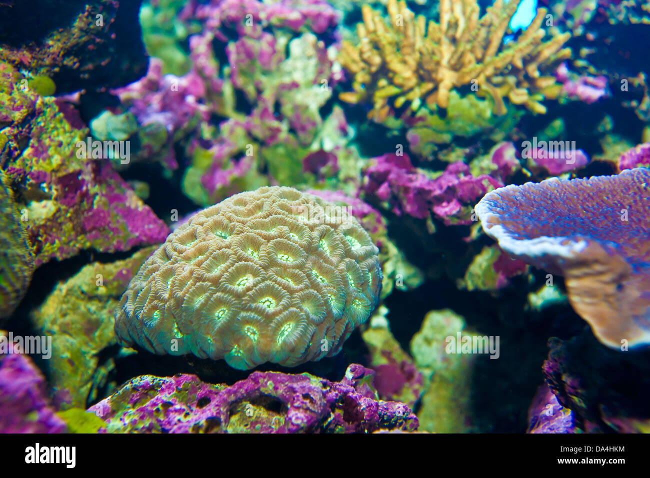 Ocean reef with colorful corals Stock Photo - Alamy