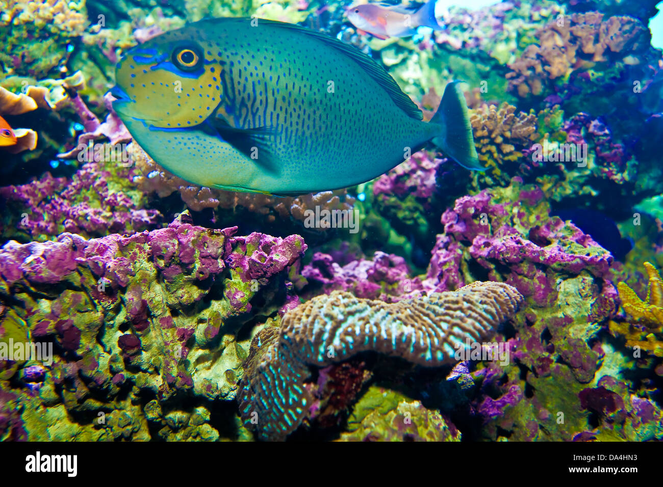 Ocean reef with colorful corals Stock Photo - Alamy