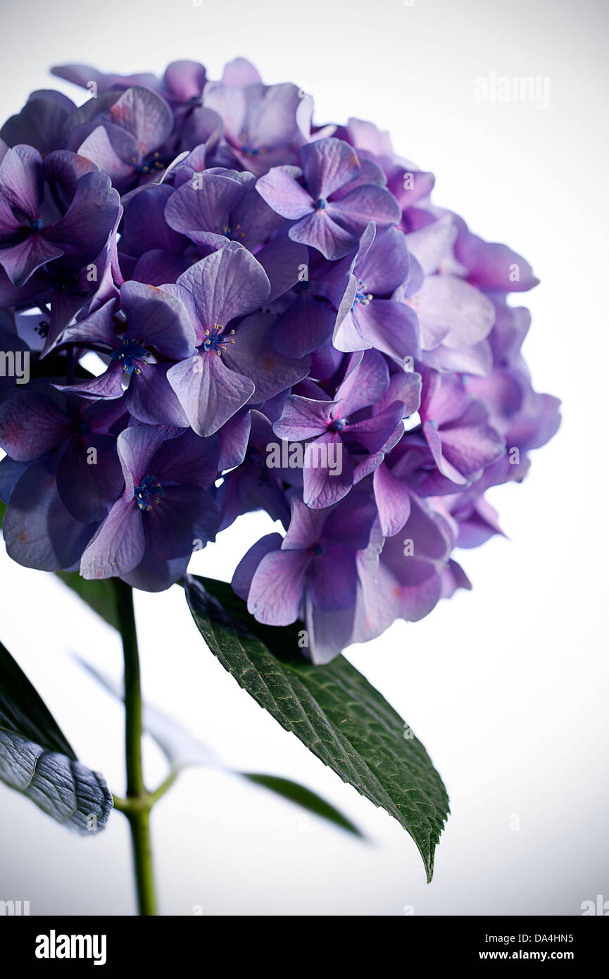 Blossom petals cut out hi-res stock photography and images - Alamy