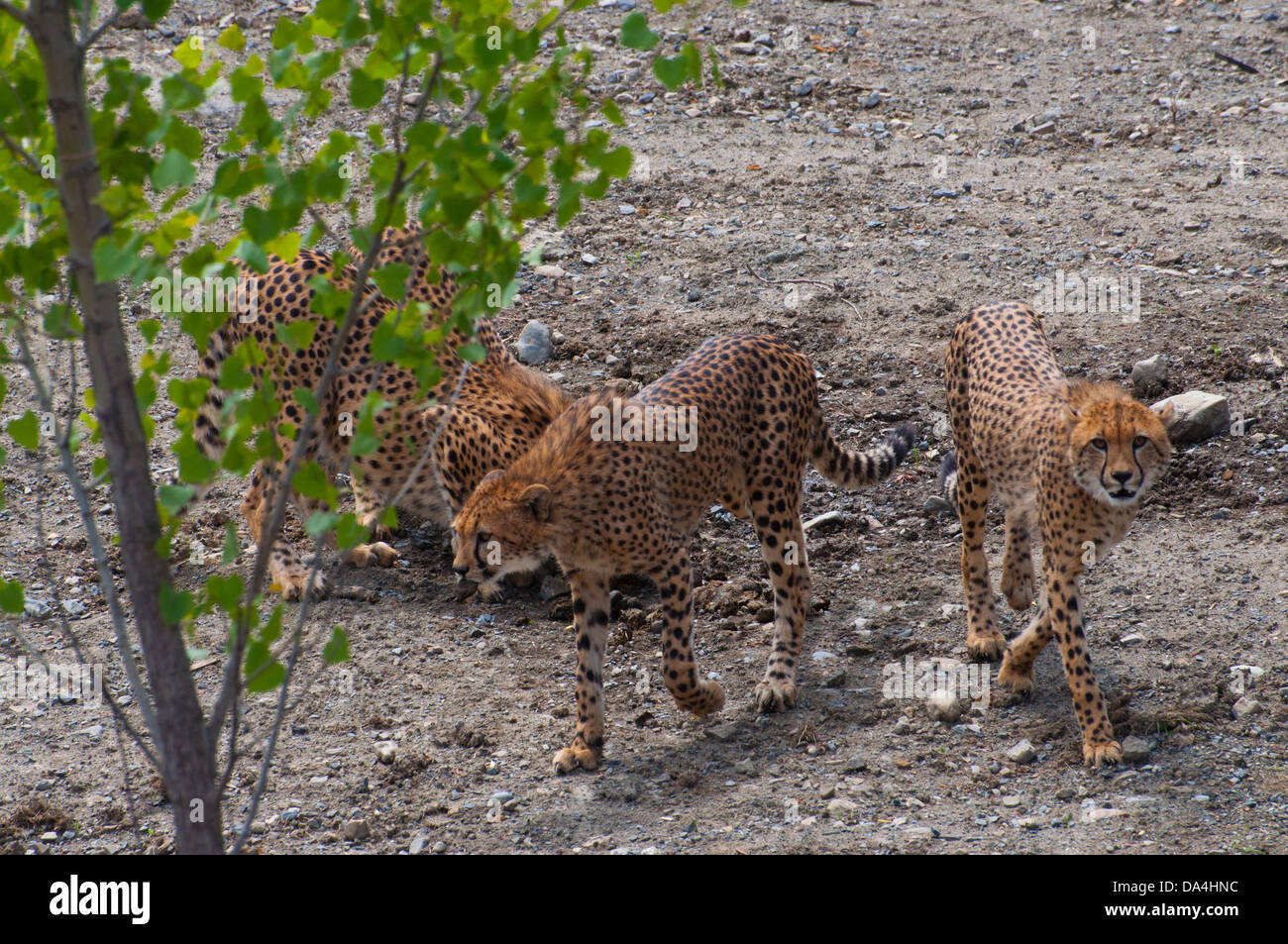 Four cheetahs hi-res stock photography and images - Alamy