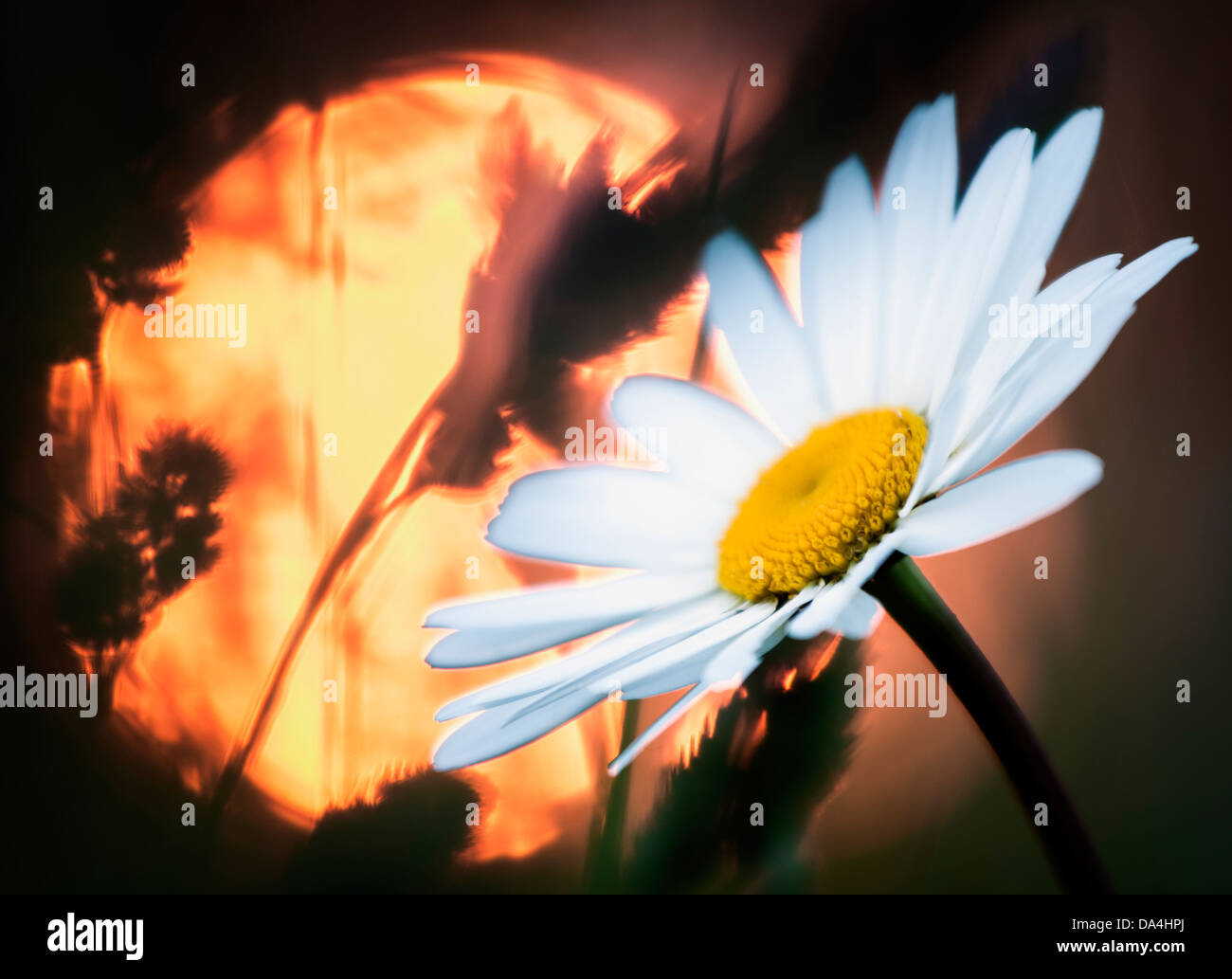 World of daisy hi-res stock photography and images - Alamy