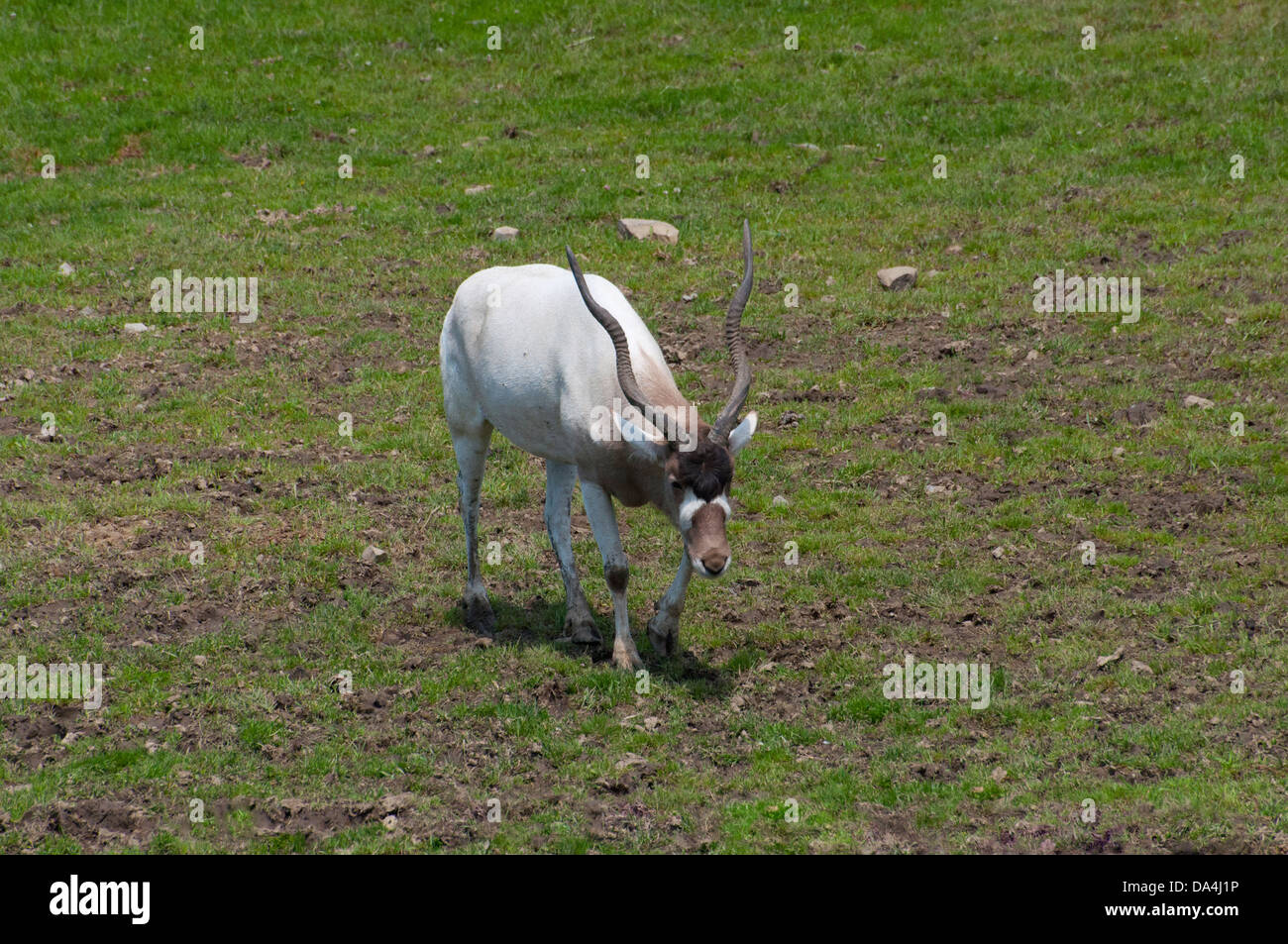 A view of an Addax Stock Photo - Alamy