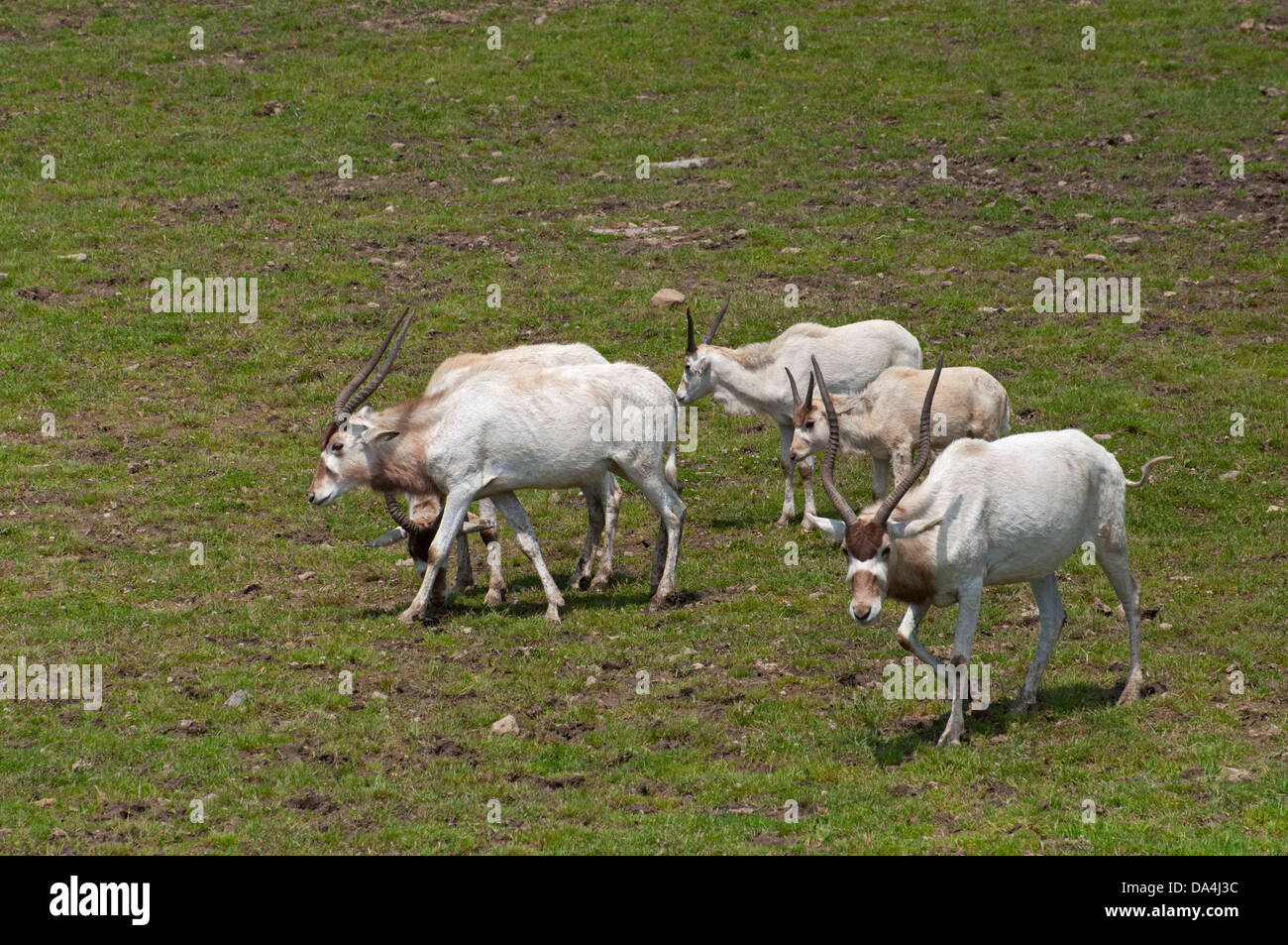 Addax addax nasomaculatus hi-res stock photography and images - Alamy