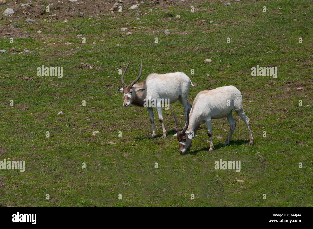 A pair of Addax Stock Photo - Alamy