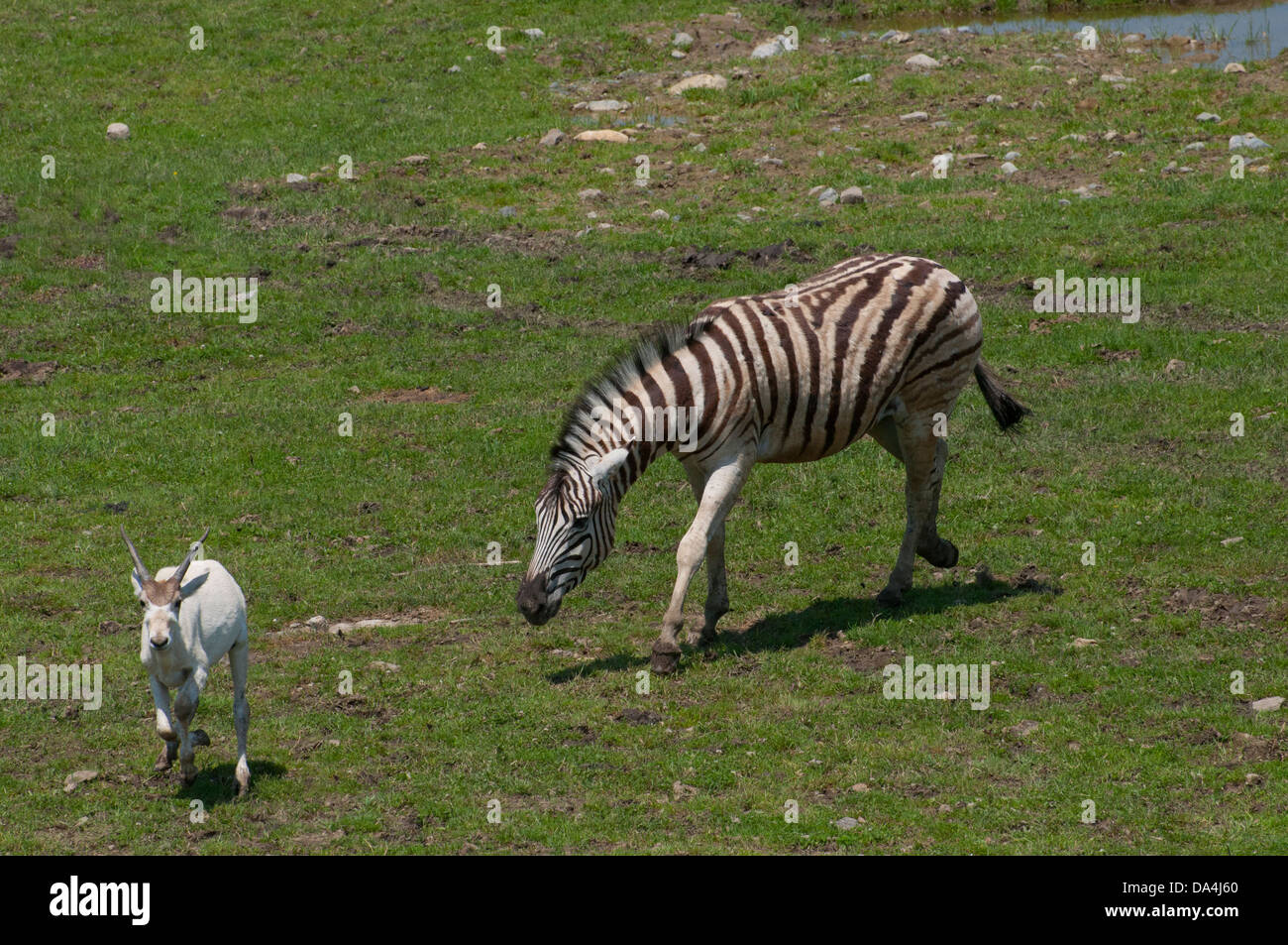 A Grant's Zebra chasing a young Addax Stock Photo - Alamy