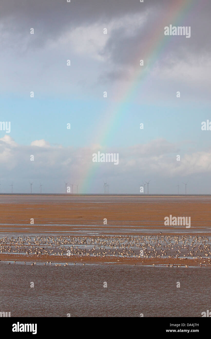 Waders feeding on shore after tide goes out with rainbow and wind ...