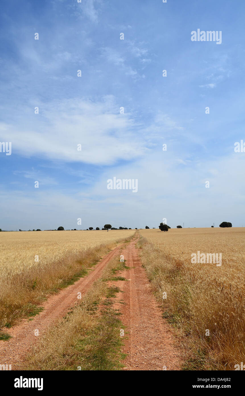 endless path in a sow field. trees at the end with a blue sky with ...