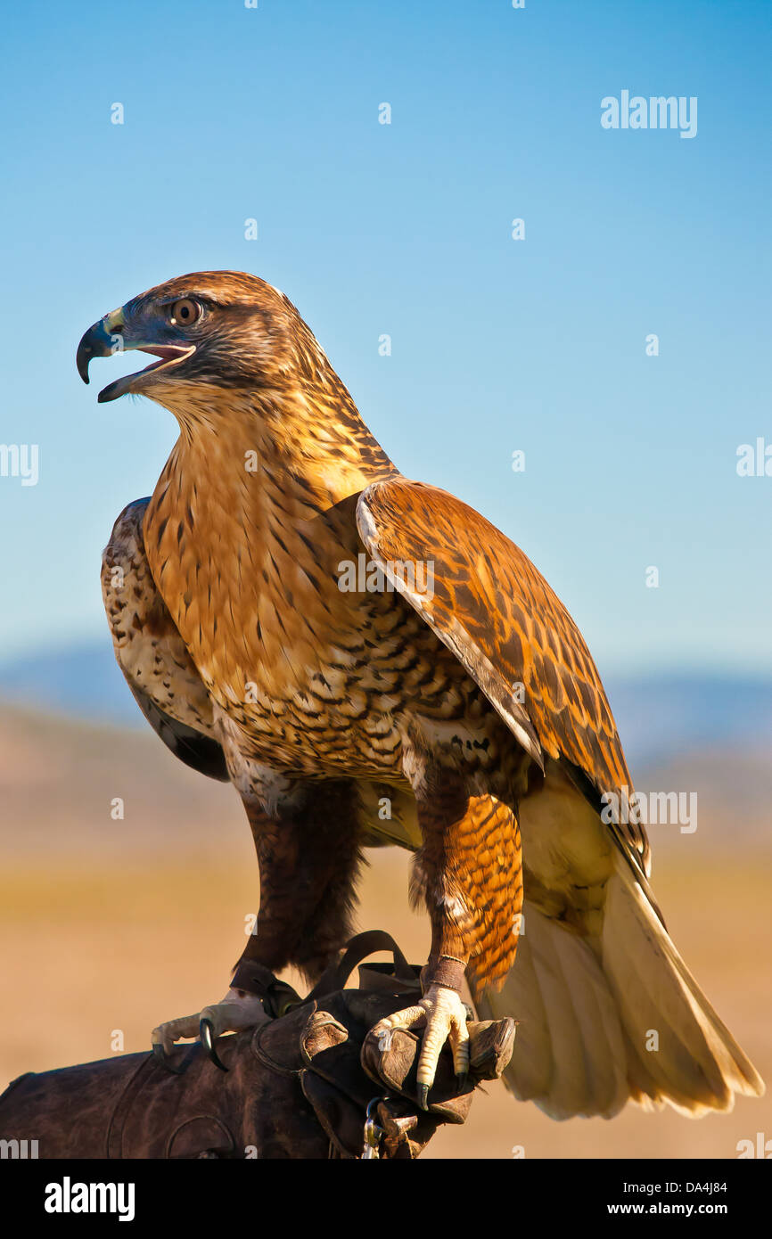 Ferruginous hawk tethered to handler's leather glove Stock Photo - Alamy