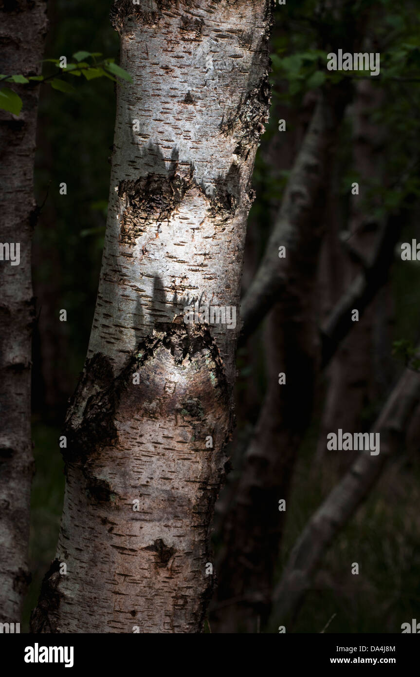 Spooky Tree Bark Stock Photos & Spooky Tree Bark Stock Images - Alamy