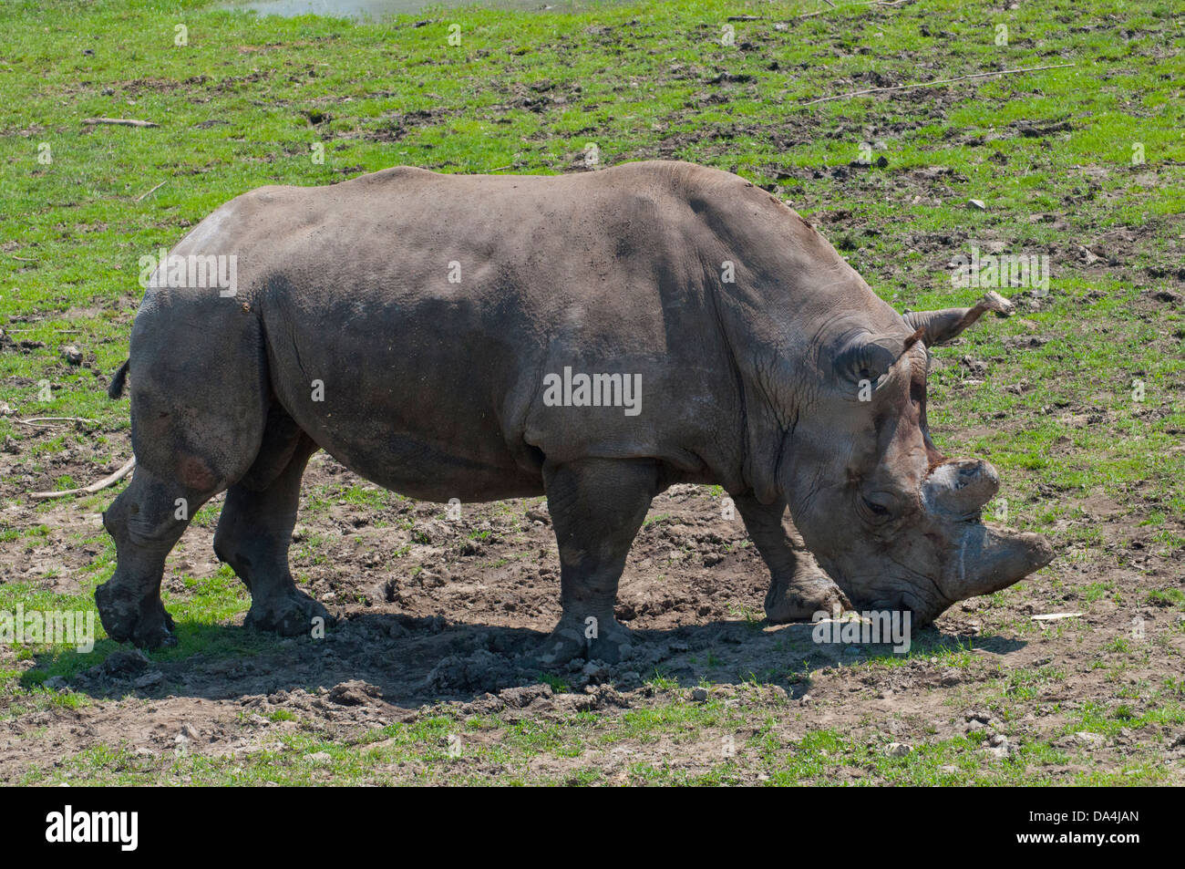 White rhinooceros hi-res stock photography and images - Alamy