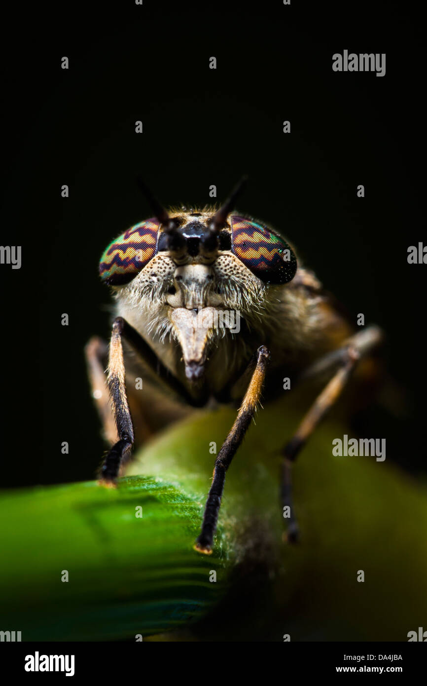 Cleg or Horse fly (Haematopta pulvialis Stock Photo - Alamy