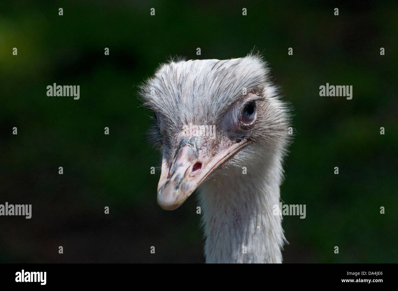 Close-up of a Rhea Stock Photo - Alamy