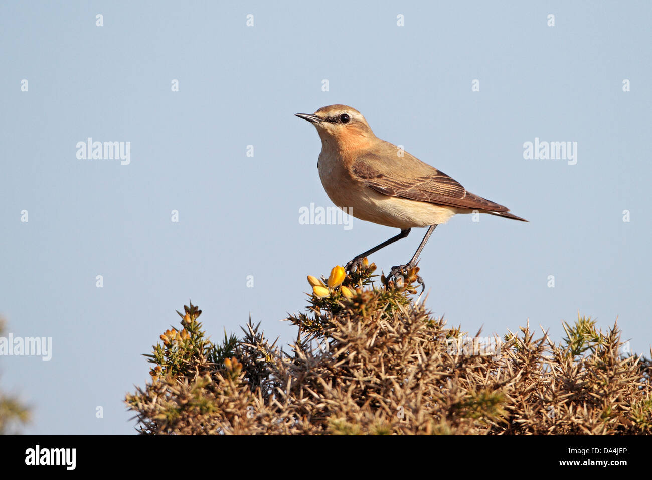 Female wheatear hi-res stock photography and images - Alamy