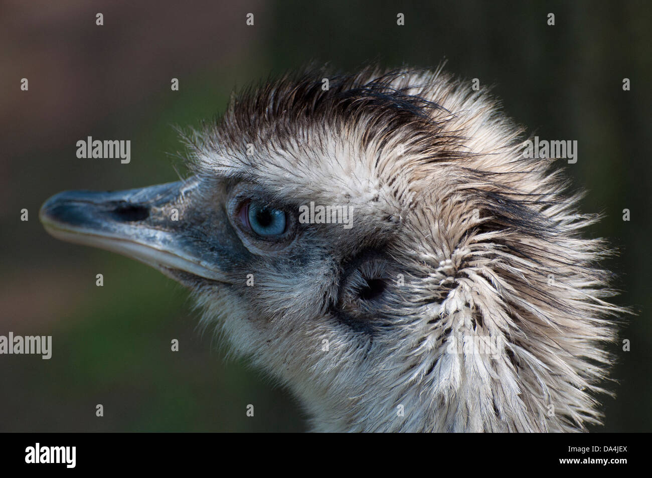 Close-up of a young Rhea Stock Photo - Alamy