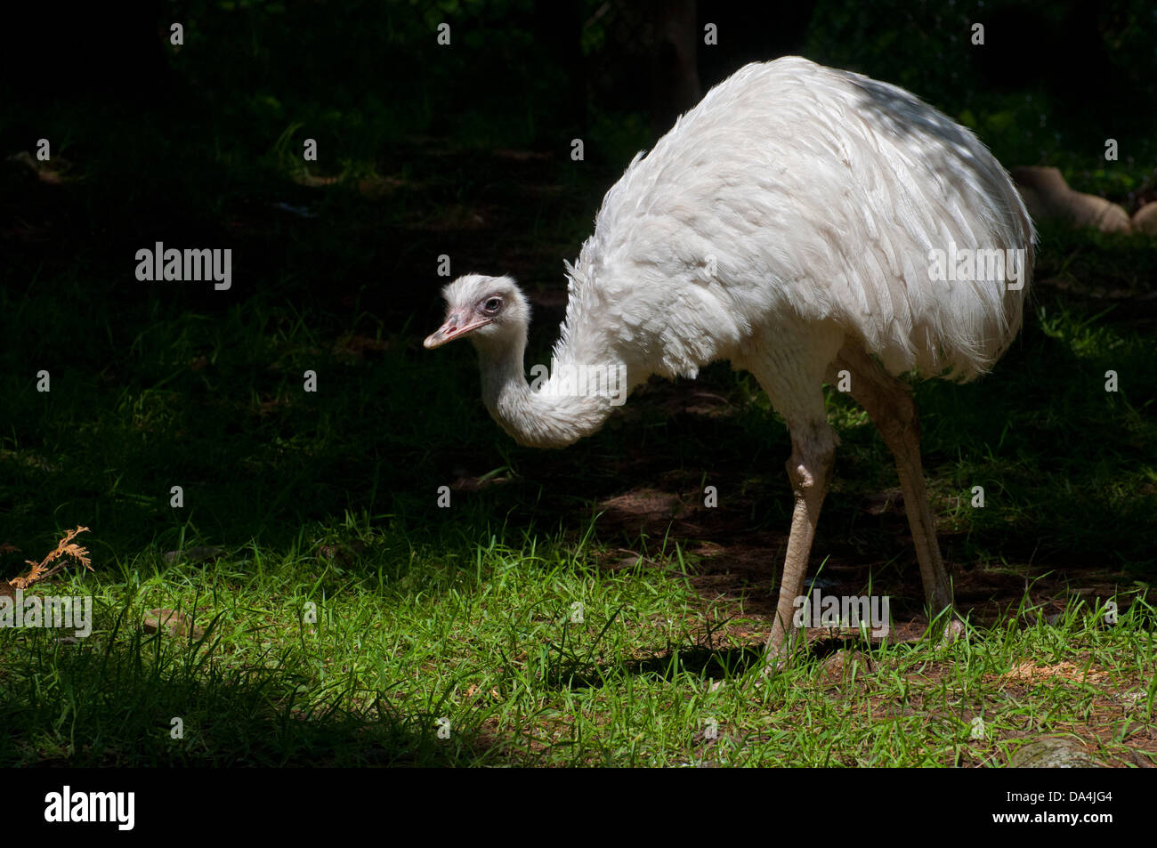 White rhea hi-res stock photography and images - Alamy