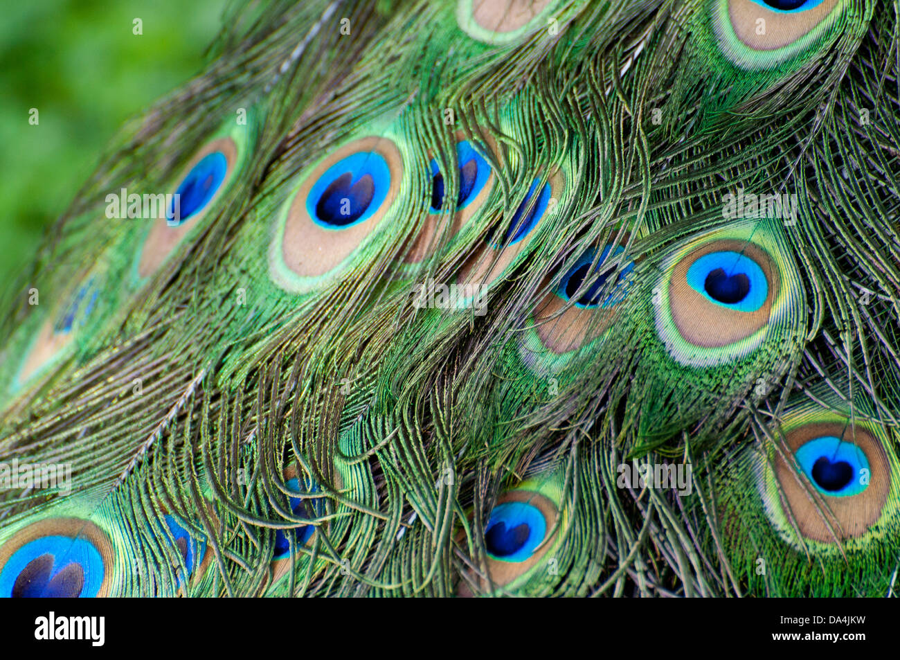 Close-up of a Peacock tail Stock Photo - Alamy