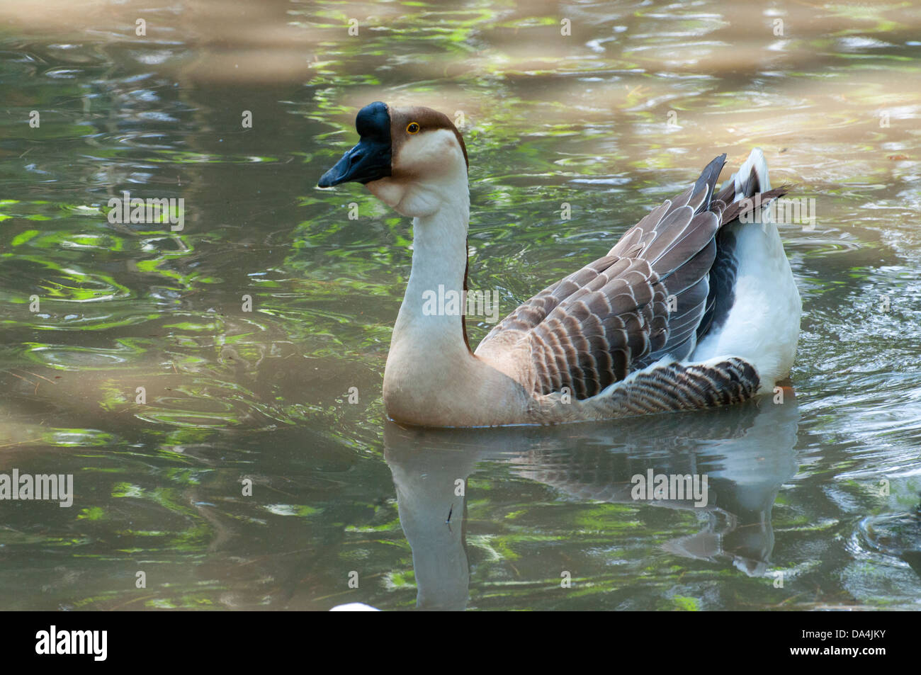 A Chinese Goose Stock Photo - Alamy