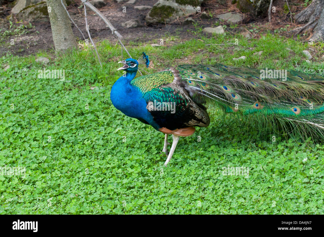 A Peacock screaming Stock Photo - Alamy