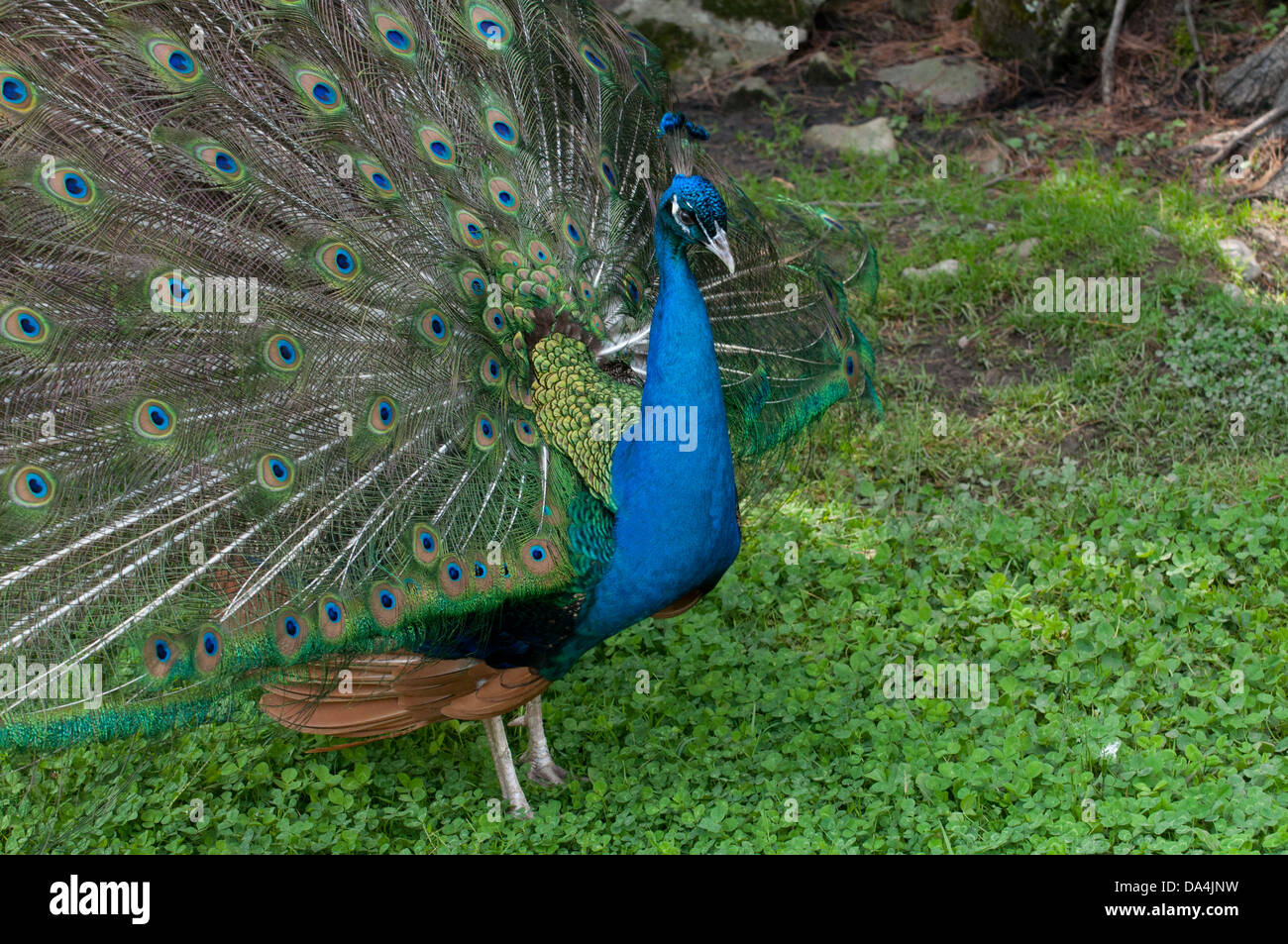 A Peacock displaying Stock Photo - Alamy