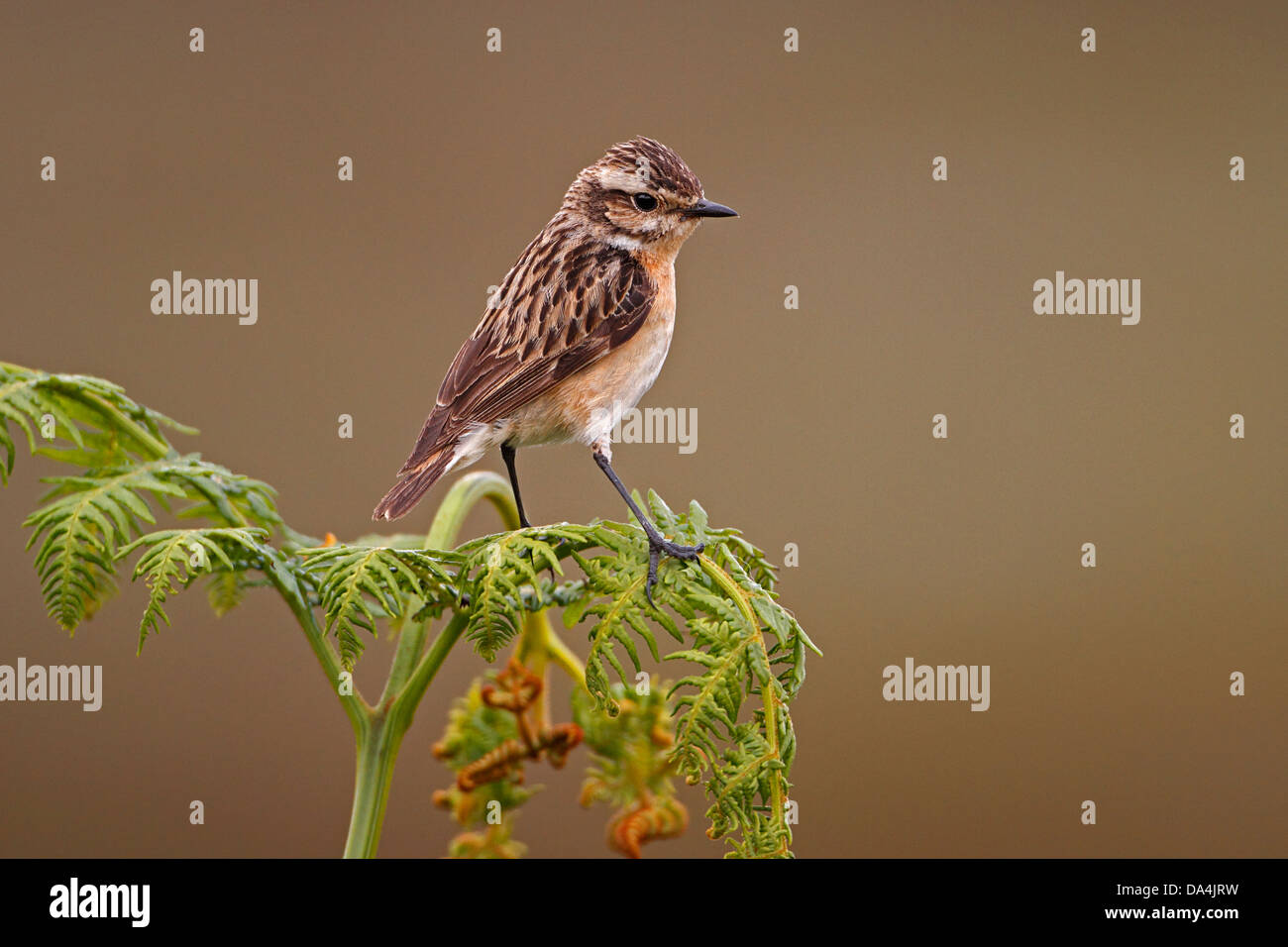 Female whinchat hi-res stock photography and images - Alamy
