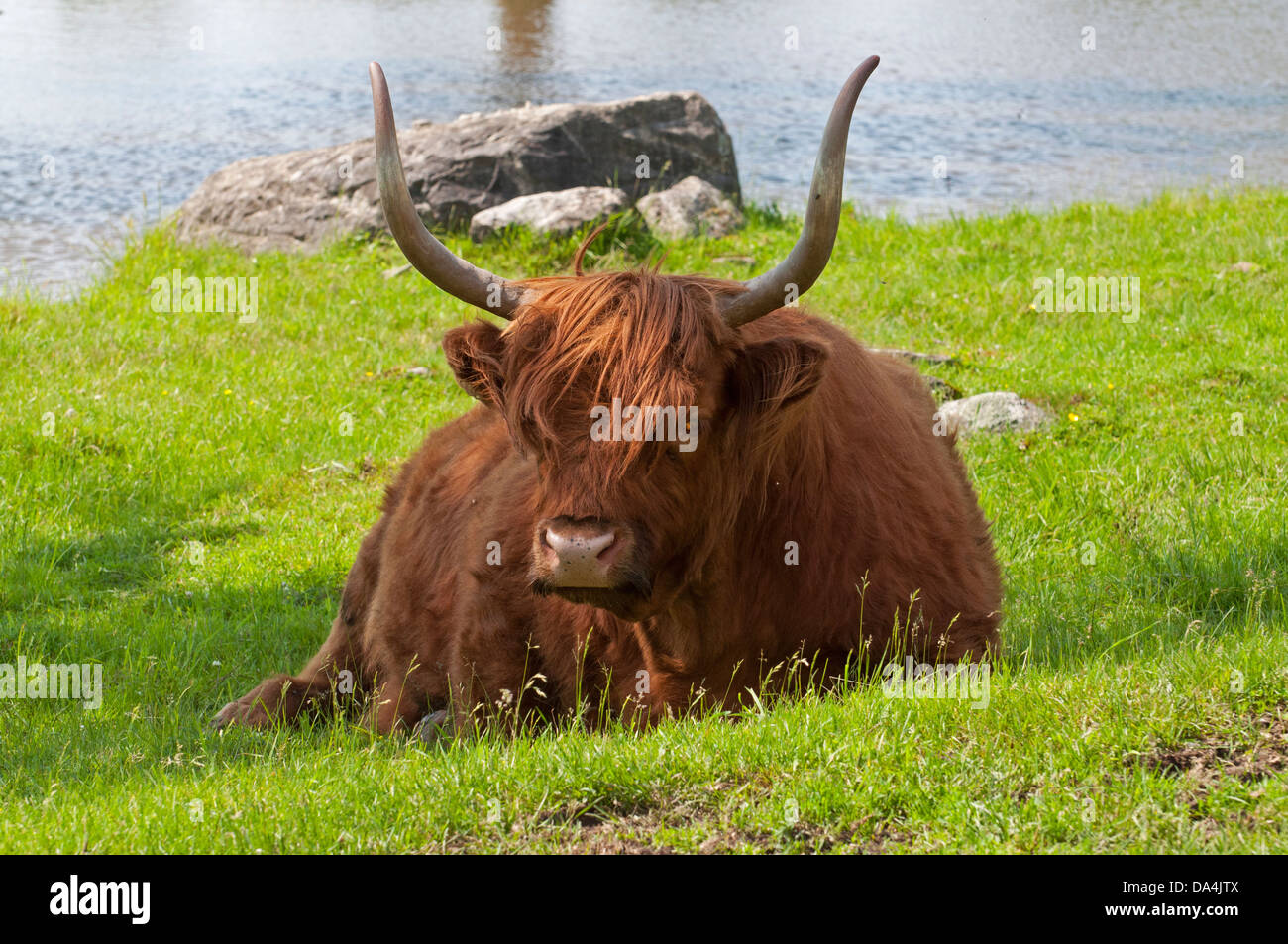 A Highland Scottish Cow Stock Photo - Alamy