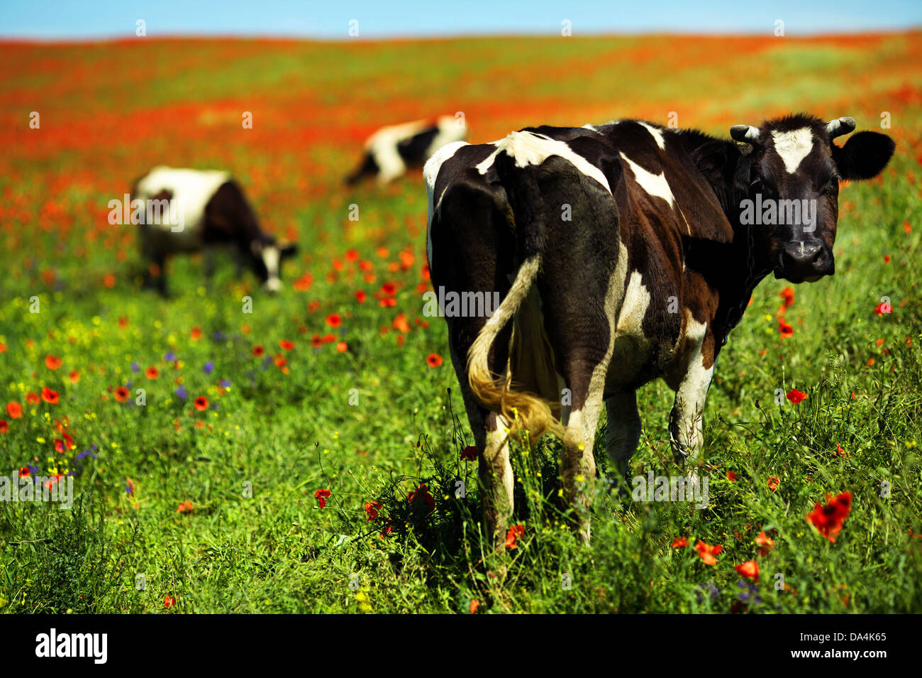 Green field with cow in summer Stock Photo - Alamy