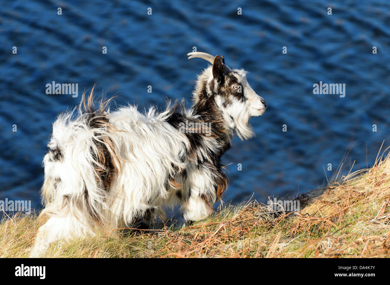 Welsh feral goat (Capra aegagrus hircus) near Llyn Gwynant in Snowdonia ...