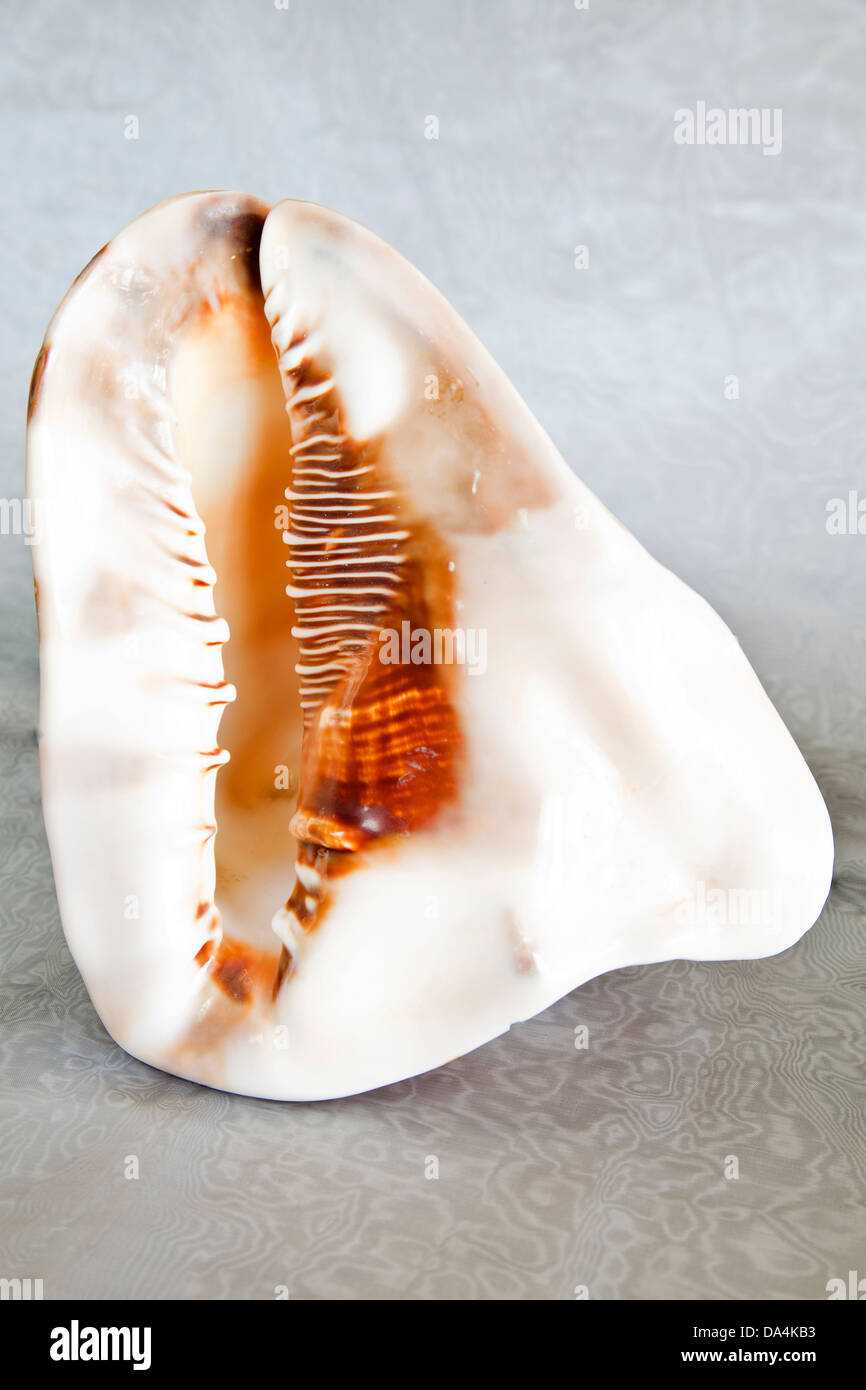 Front of Cassis shell Stock Photo - Alamy