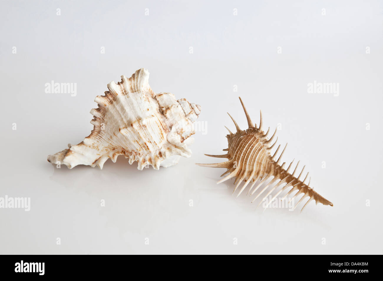 Murex snails hi-res stock photography and images - Alamy
