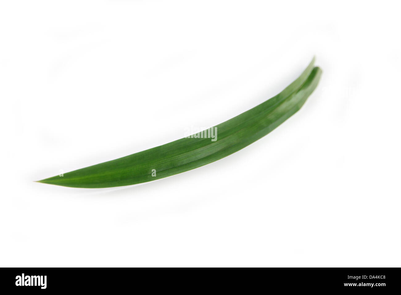 Pandanus flower hi-res stock photography and images - Alamy