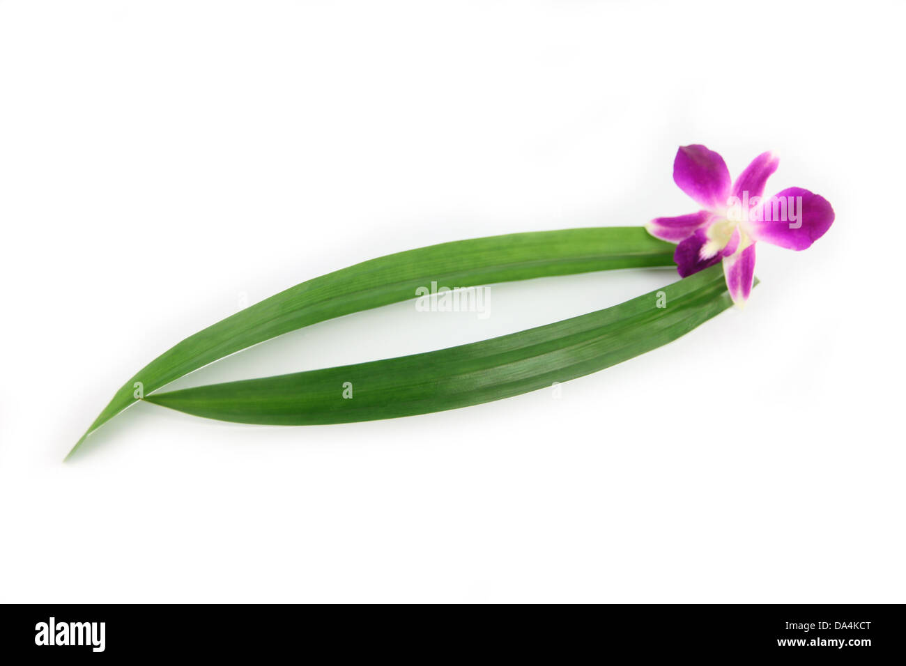 Pandanus flower hi-res stock photography and images - Alamy