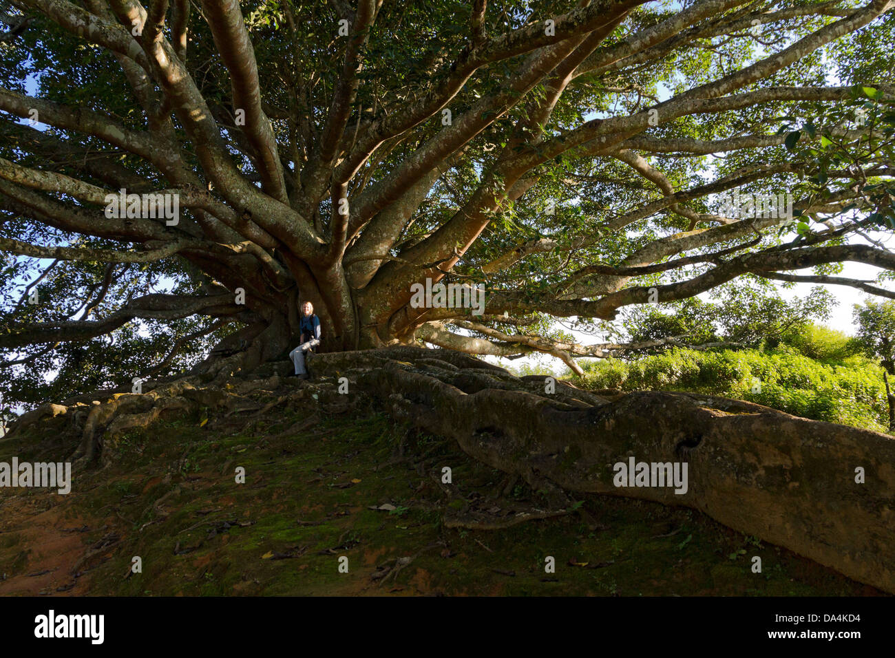 Woman sits under large tree with huge air roots Stock Photo - Alamy