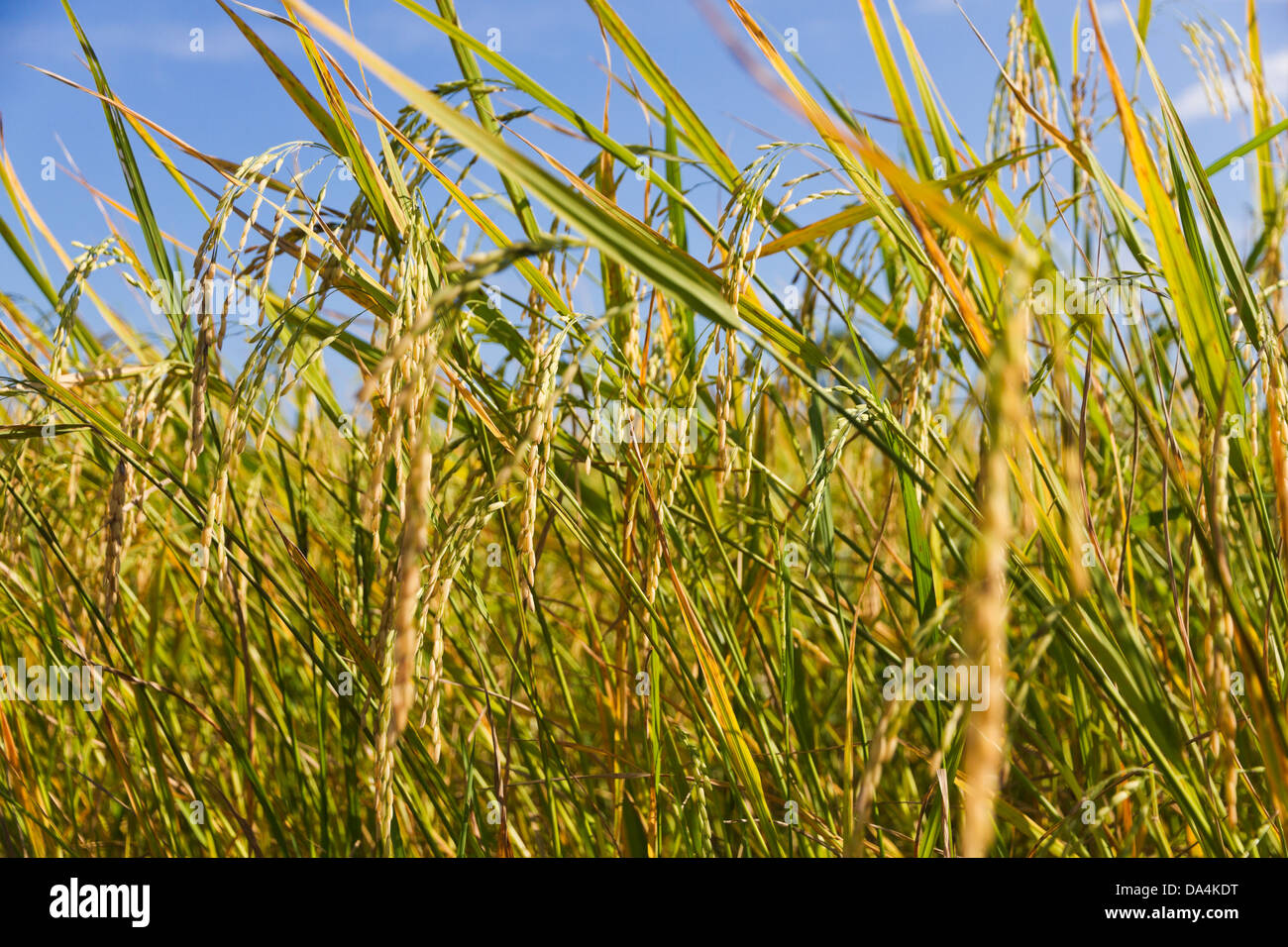 close-up of a golden green rice field with blue sky in the backgroud ...
