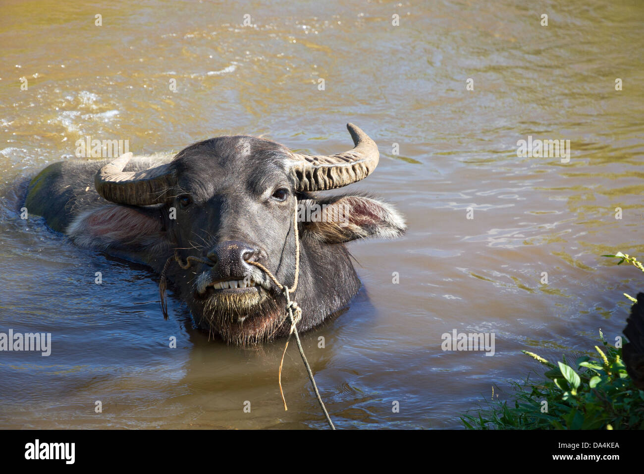 domestic water buffalo taking a bath, they are used for plowing and ...