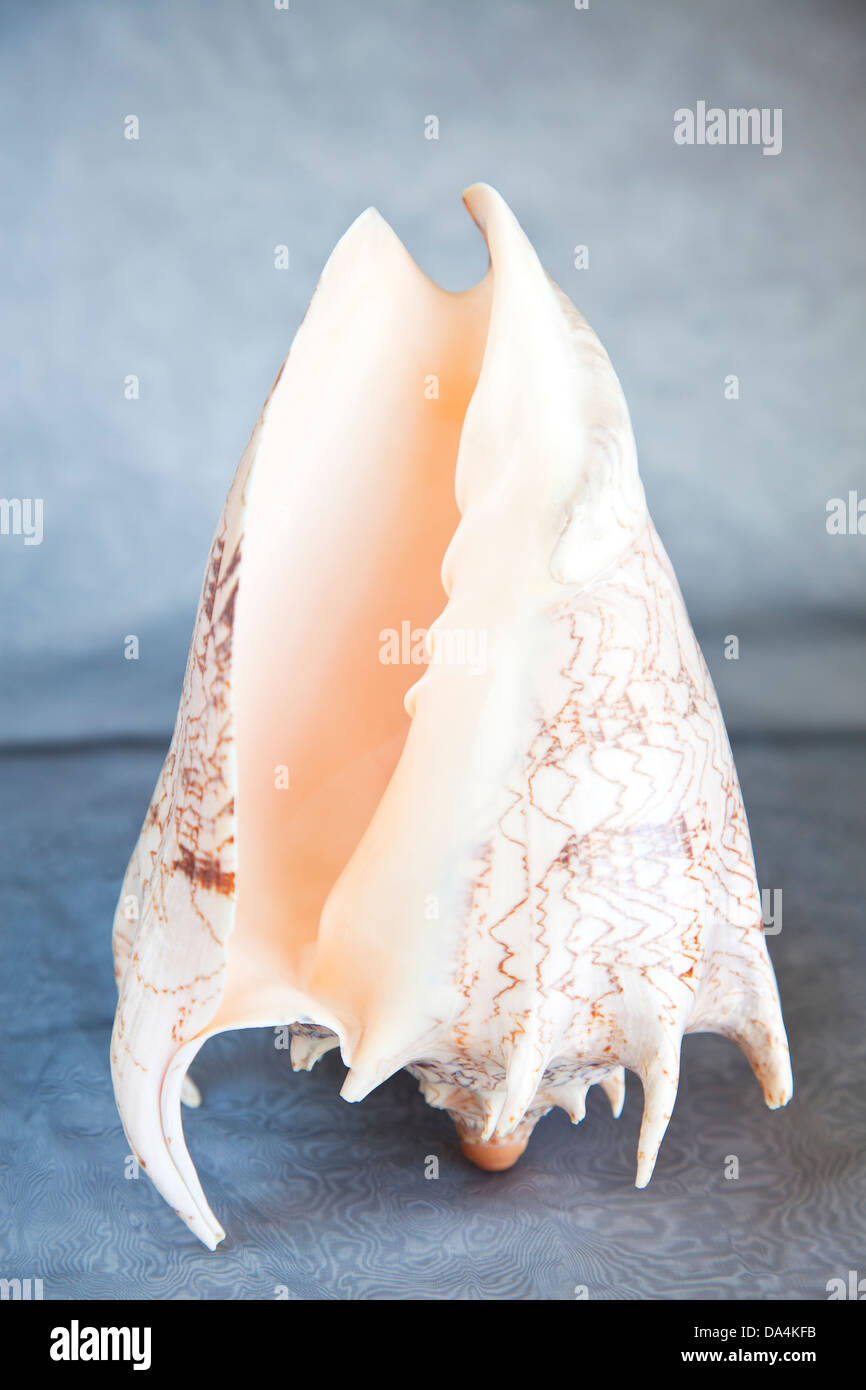 Aulica hi-res stock photography and images - Alamy