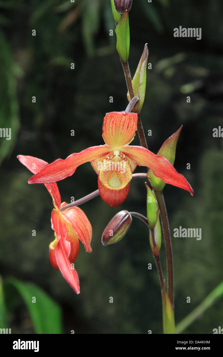 Orchid phragmipedium hi-res stock photography and images - Alamy