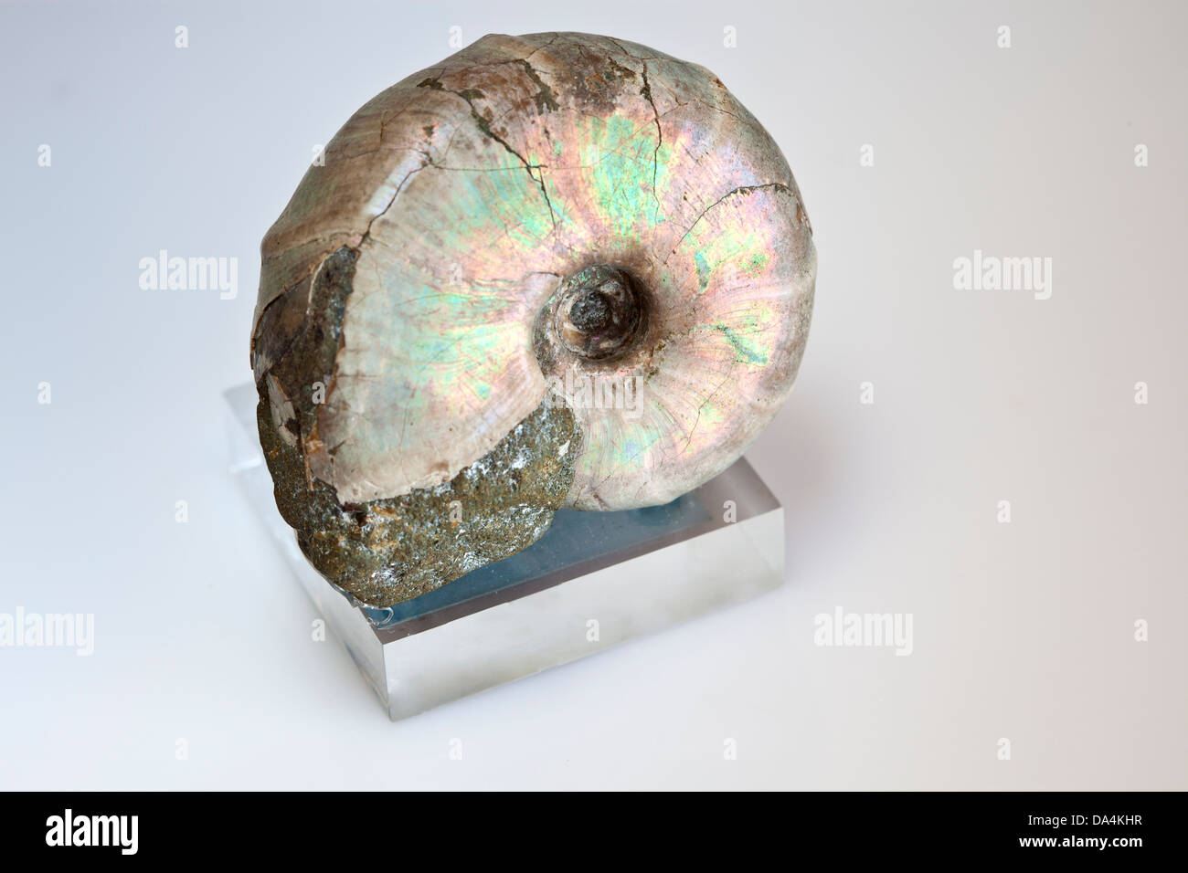 Fossil of Ammonite Stock Photo - Alamy