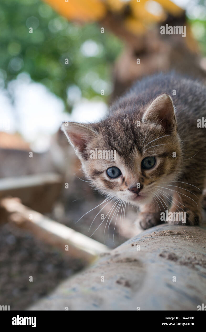 curious young kitten Stock Photo - Alamy
