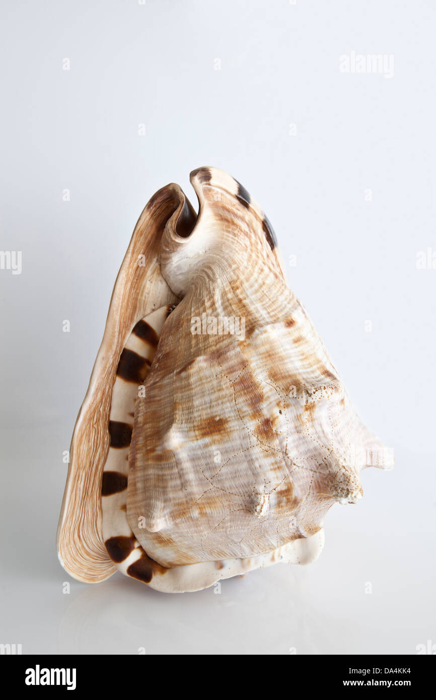 Back of Cassis shell Stock Photo - Alamy
