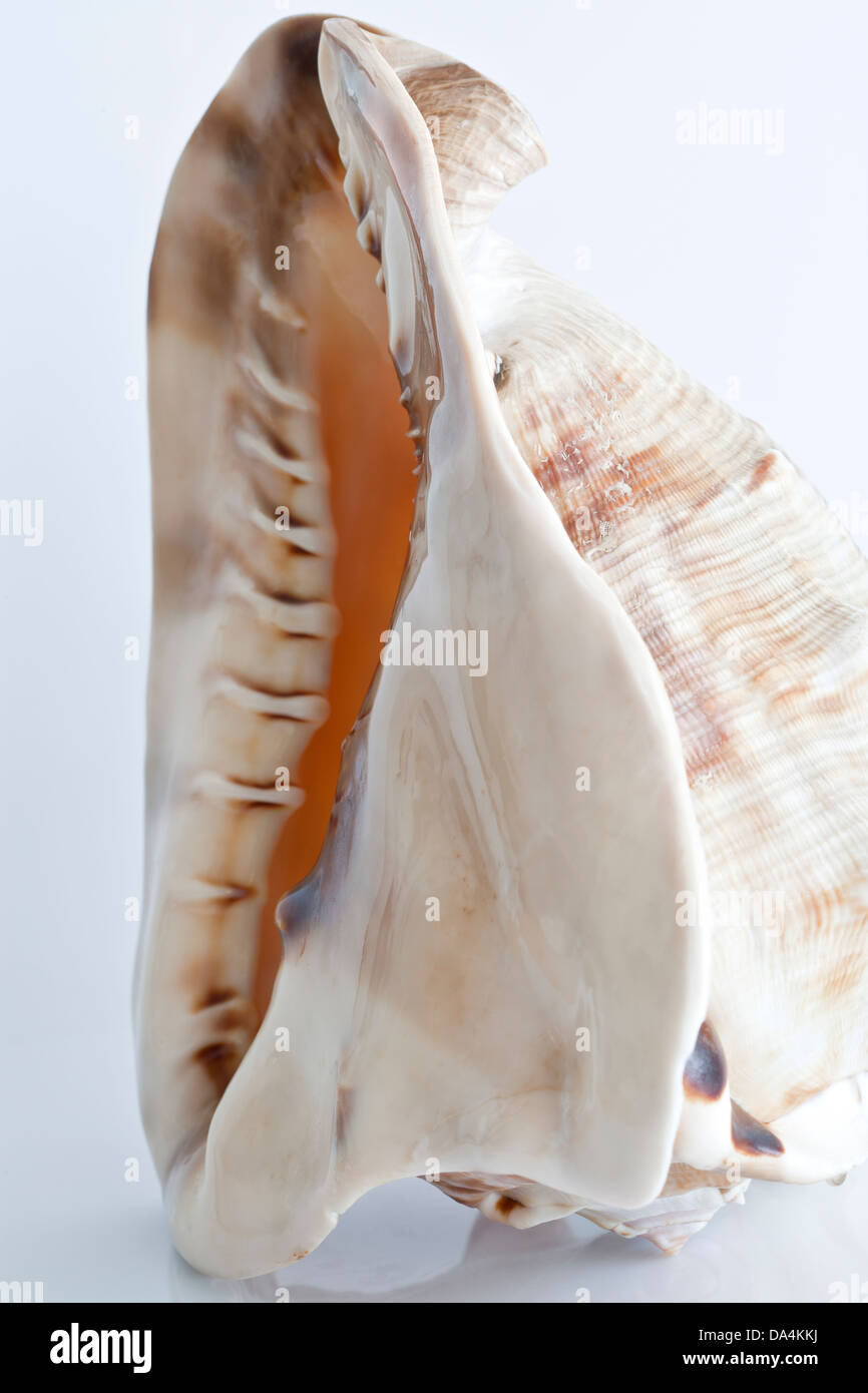 Caracola hi-res stock photography and images - Alamy