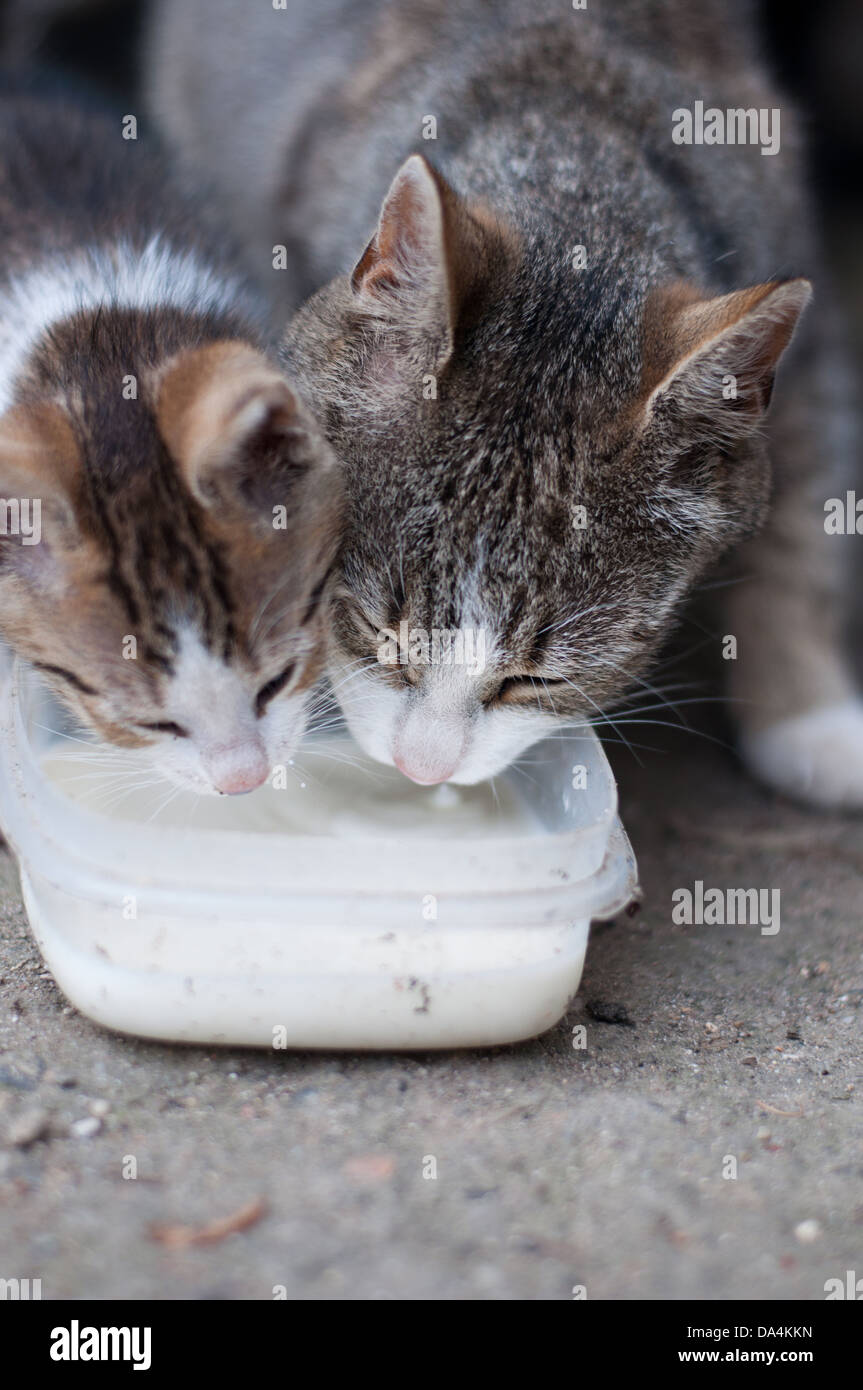 Close up of hungry cat with young drinking milk Stock Photo - Alamy