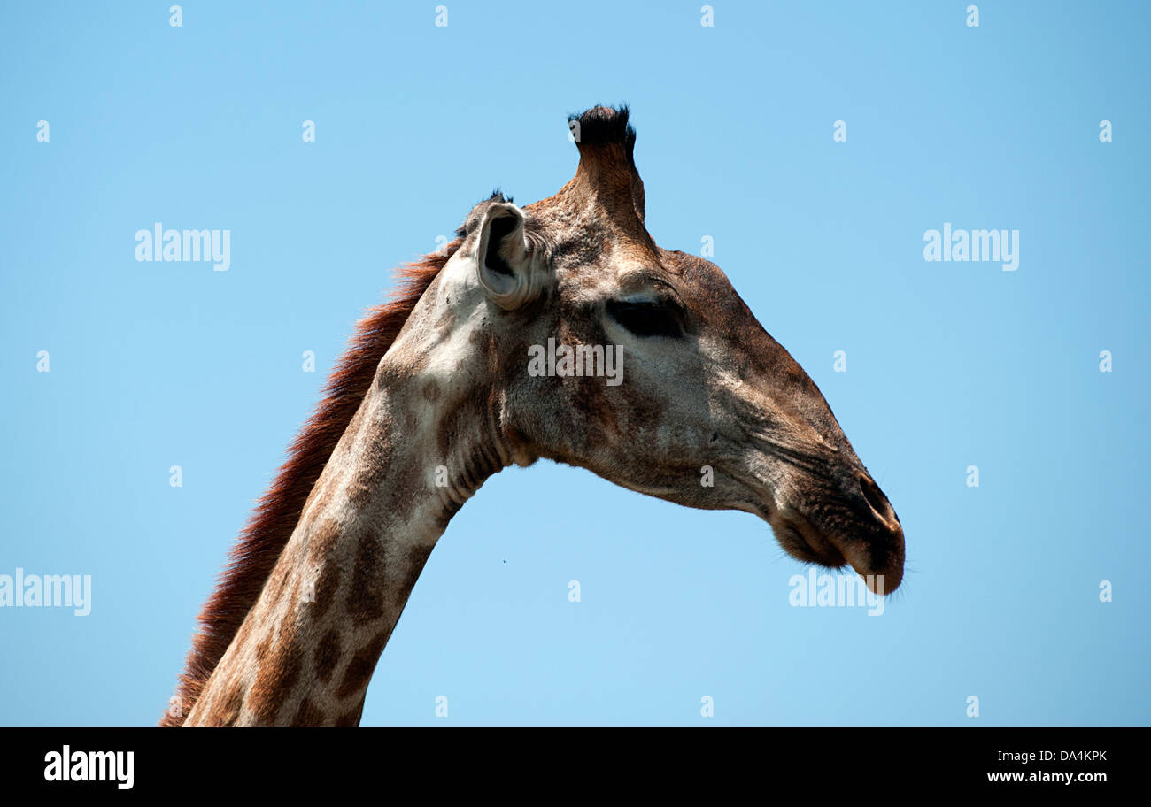 Giraffe in the bush in Zimbabwe Stock Photo - Alamy