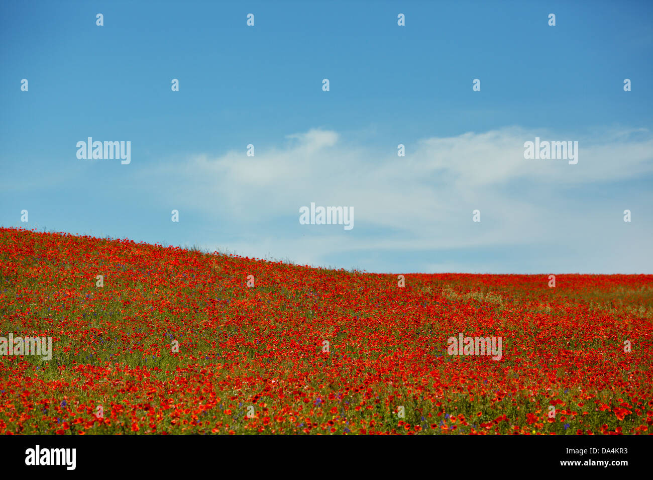 beautiful red poppy field Stock Photo - Alamy