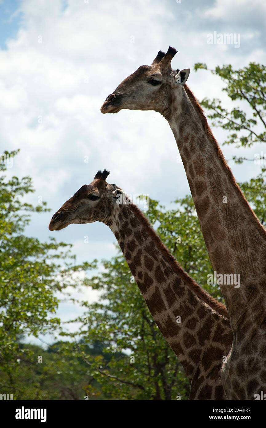 Giraffes in the bush in Zimbabwe Stock Photo - Alamy