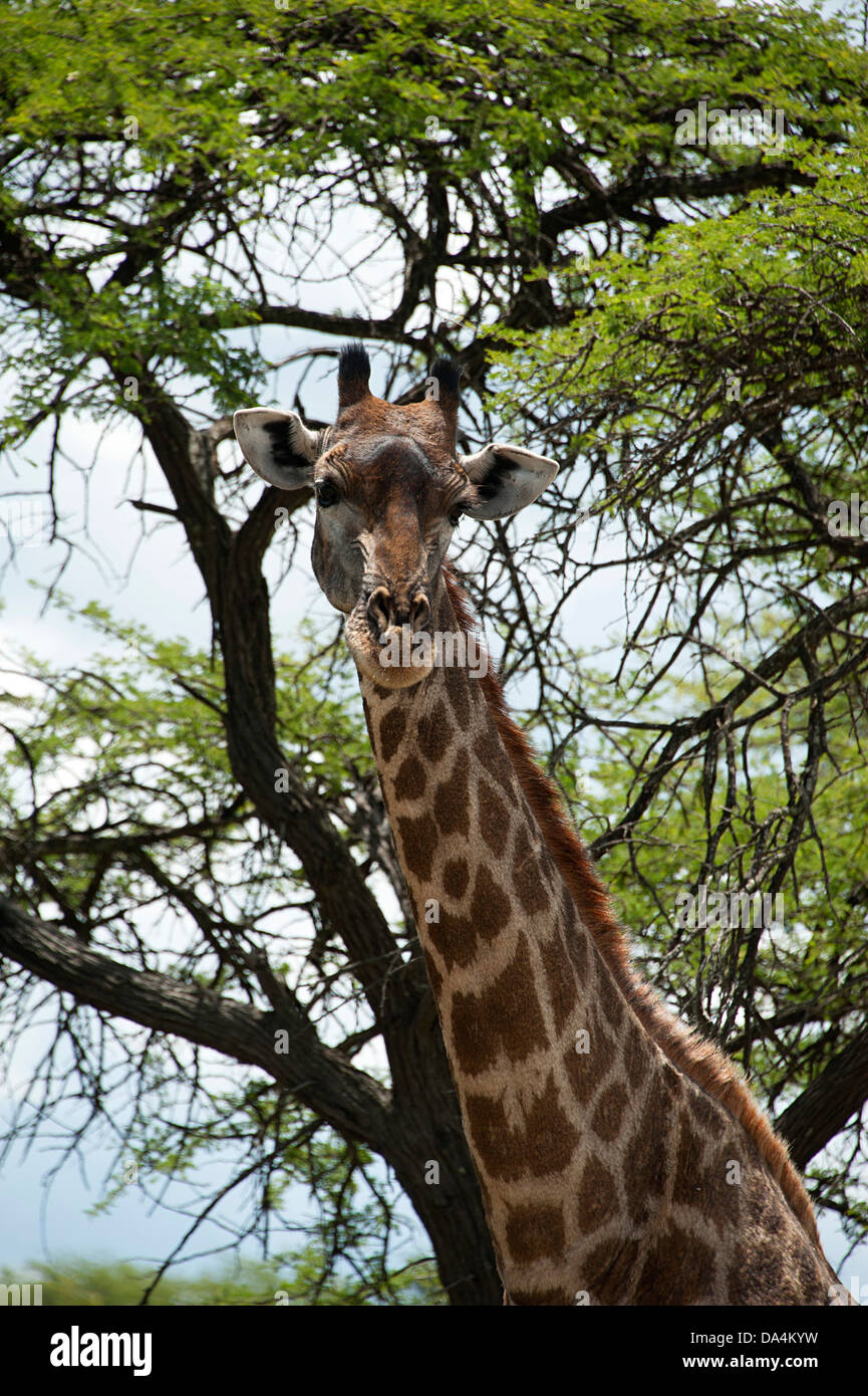 Giraffe in the bush in Zimbabwe Stock Photo - Alamy