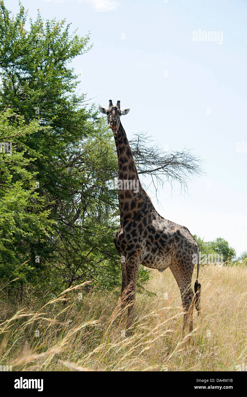 Giraffe in the bush in Zimbabwe Stock Photo - Alamy