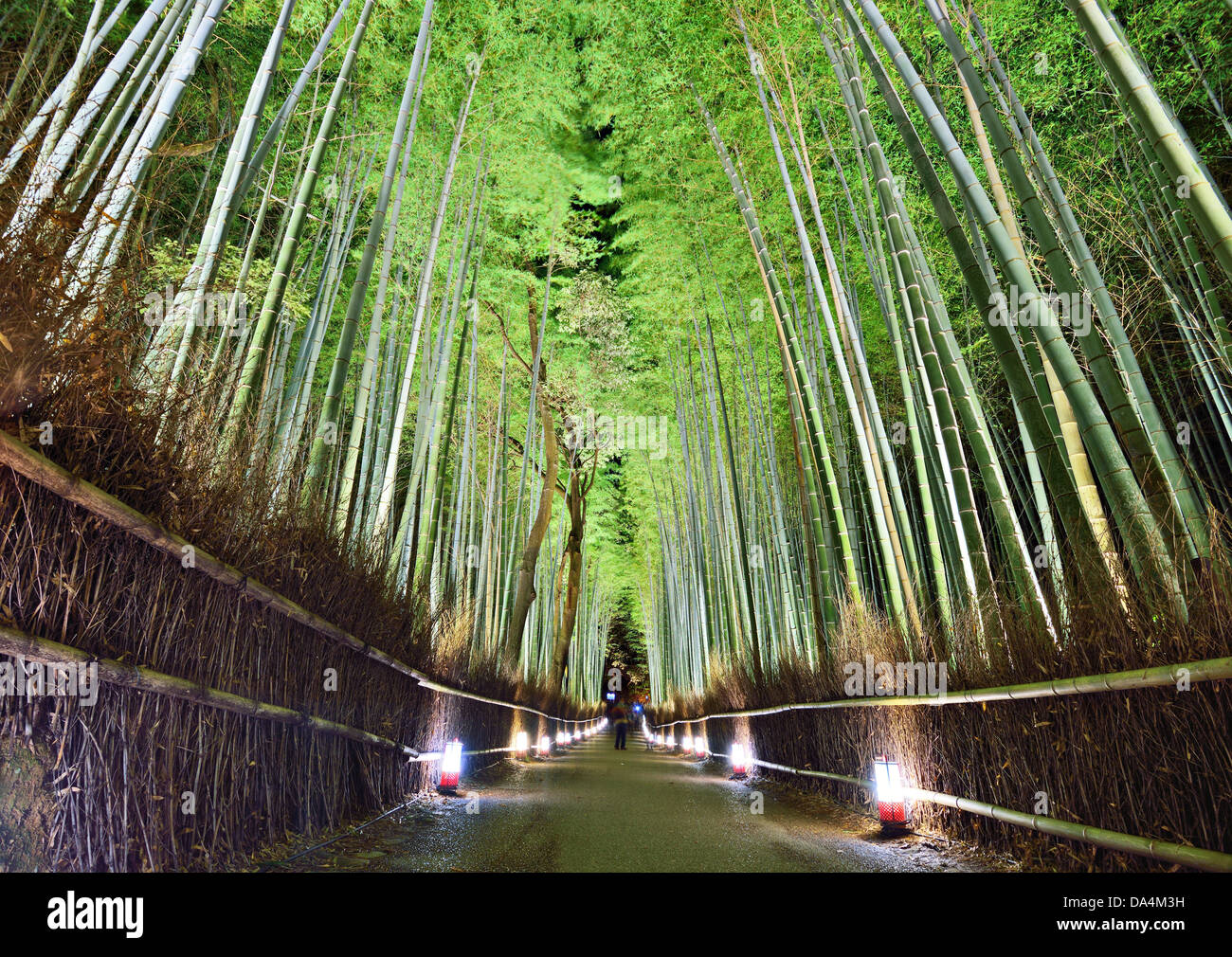 The bamboo forest of Kyoto, Japan Stock Photo - Alamy