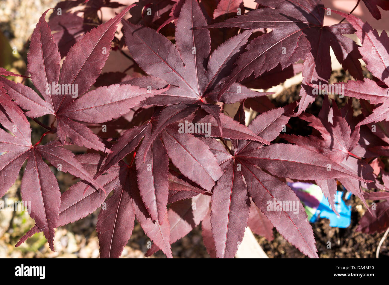 Japanese Acer tree leaves Stock Photo - Alamy
