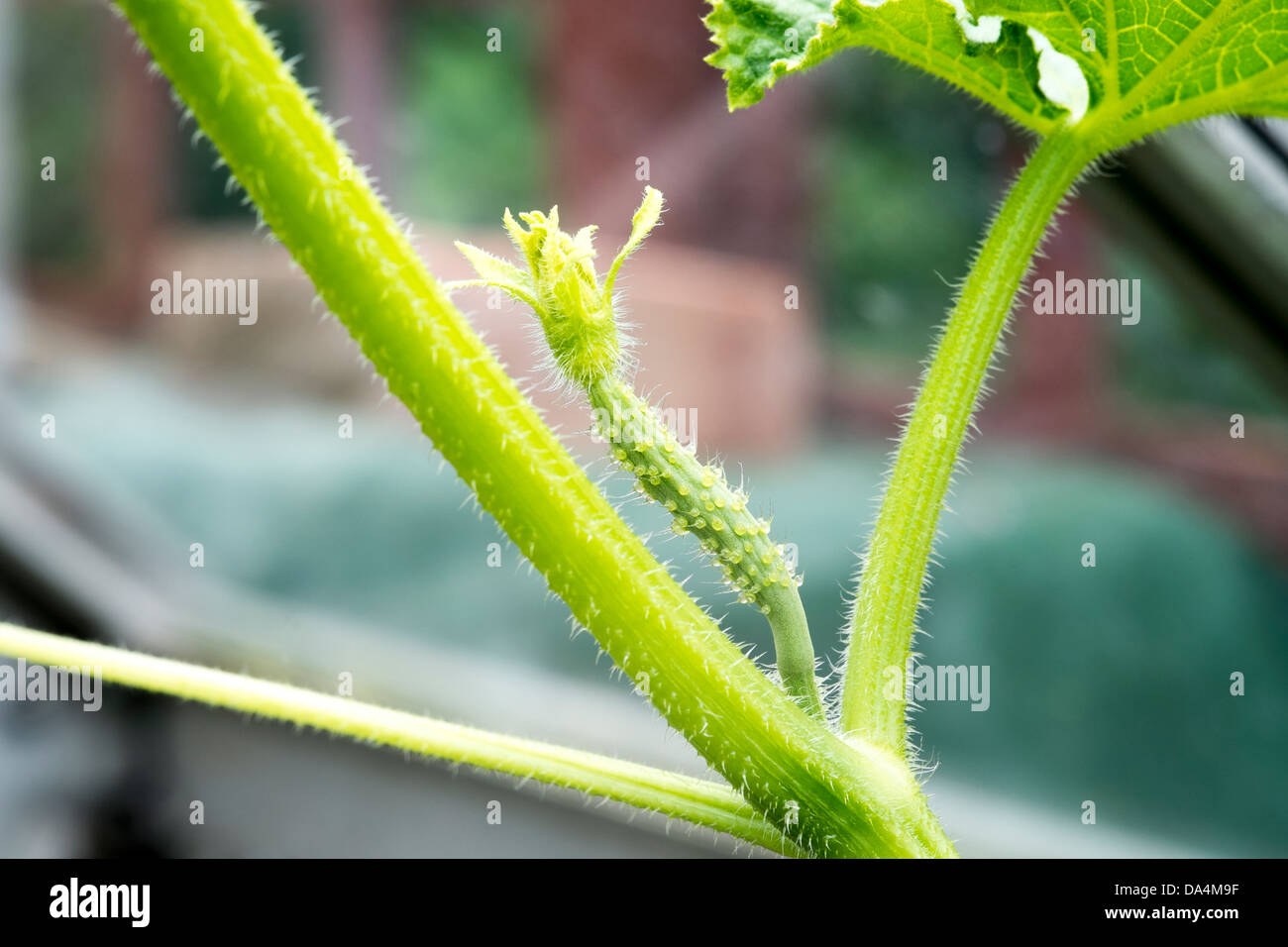 Young baby Cucumber growing with flower head still attached Stock Photo ...