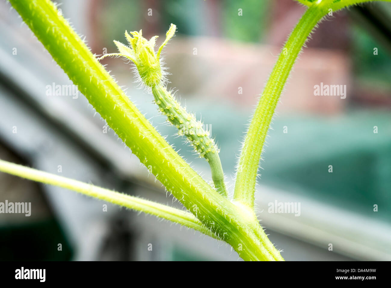 Young baby Cucumber growing with flower head still attached Stock Photo ...